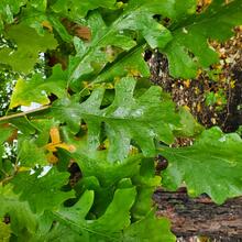 Plant Communities | CMP Tree Selection Tool